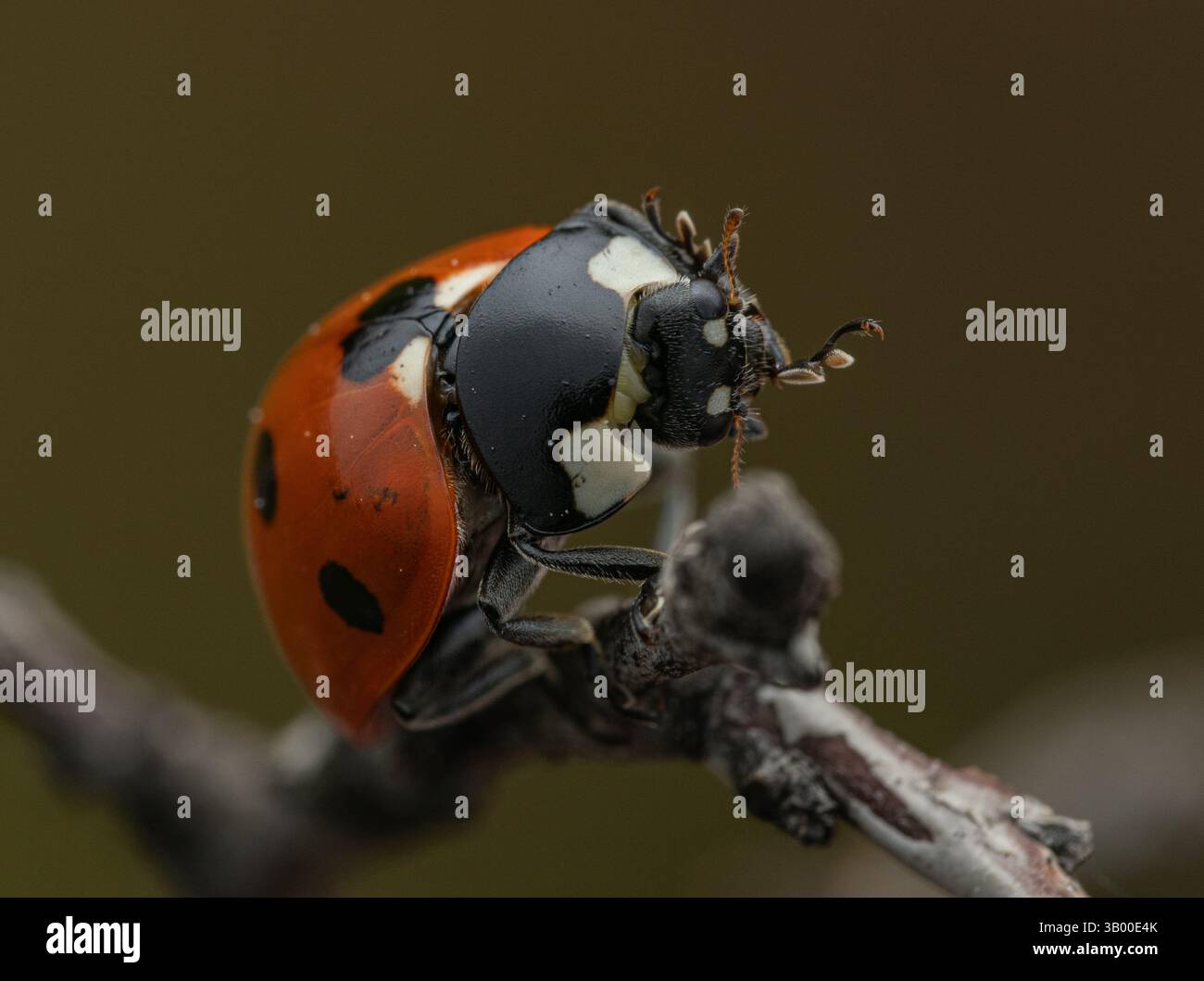 The image shows a ladybug with red wings and black spots. It is sitting ...