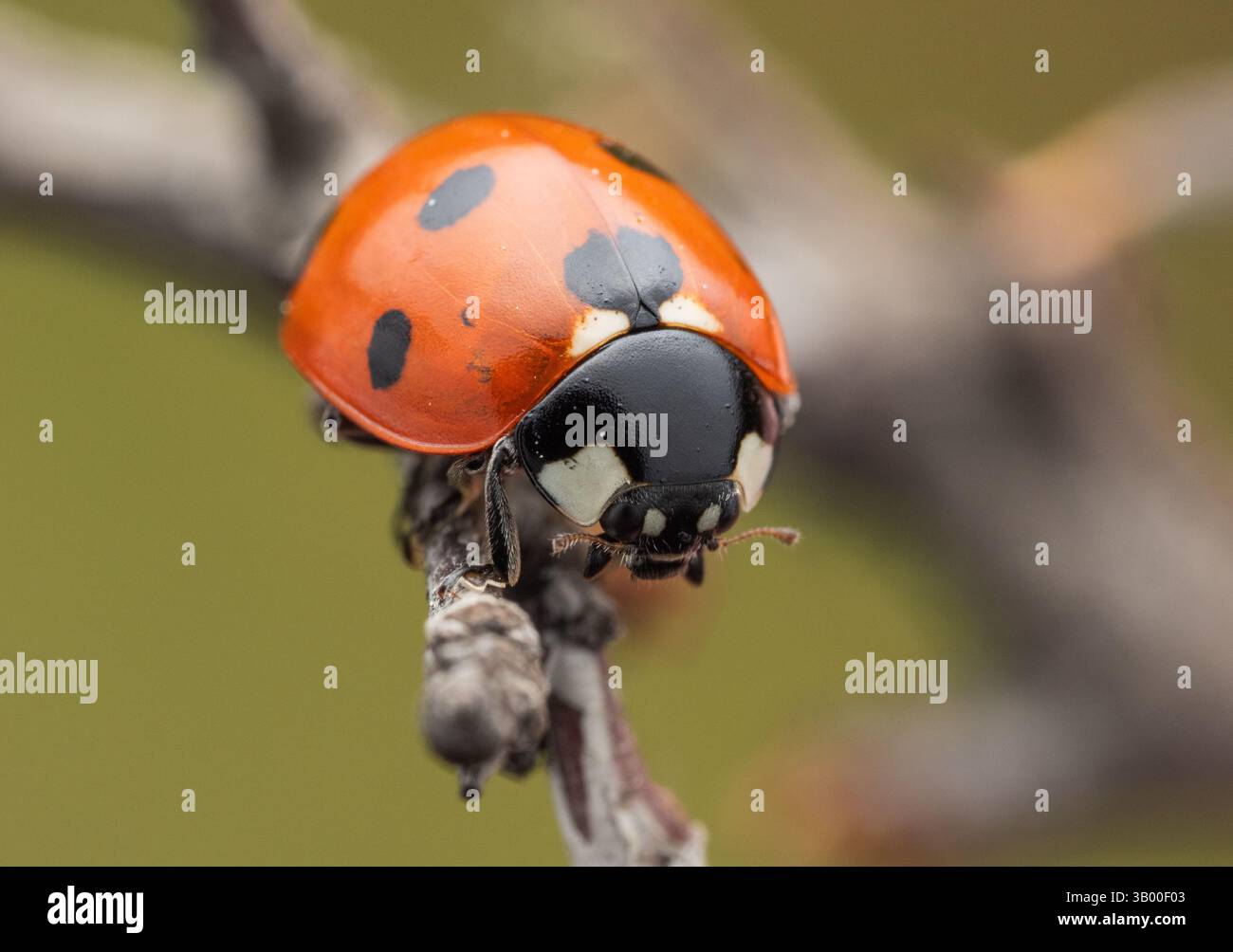 The image shows a ladybug with red wings and black spots. It is sitting ...