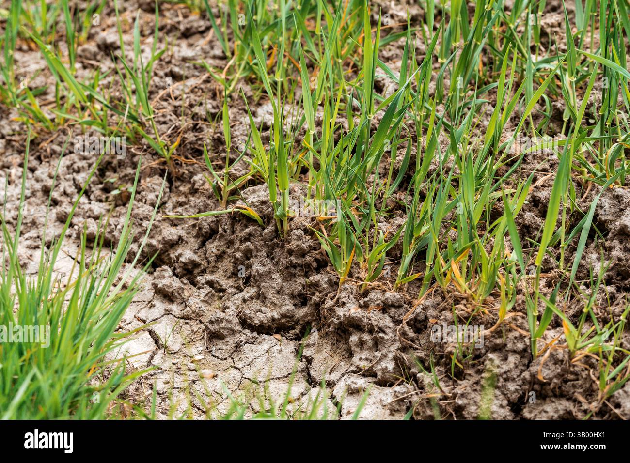Bavaria, Germany - April 20, 2025: Cracked and dried out soil in a ...