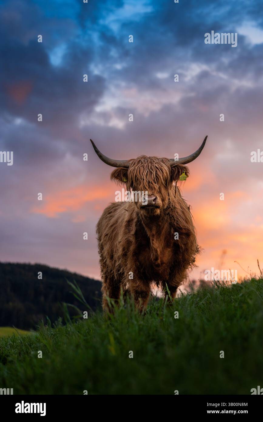 Epic scottish highland cattle hi-res stock photography and images - Alamy