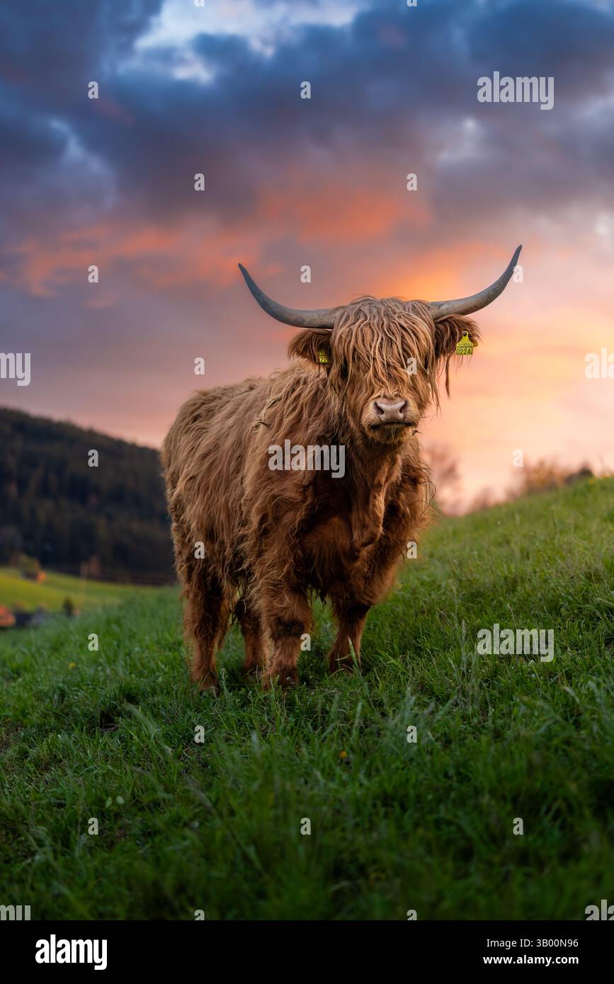 epic scottish highland cattle during a spring sunset in Emmental ...