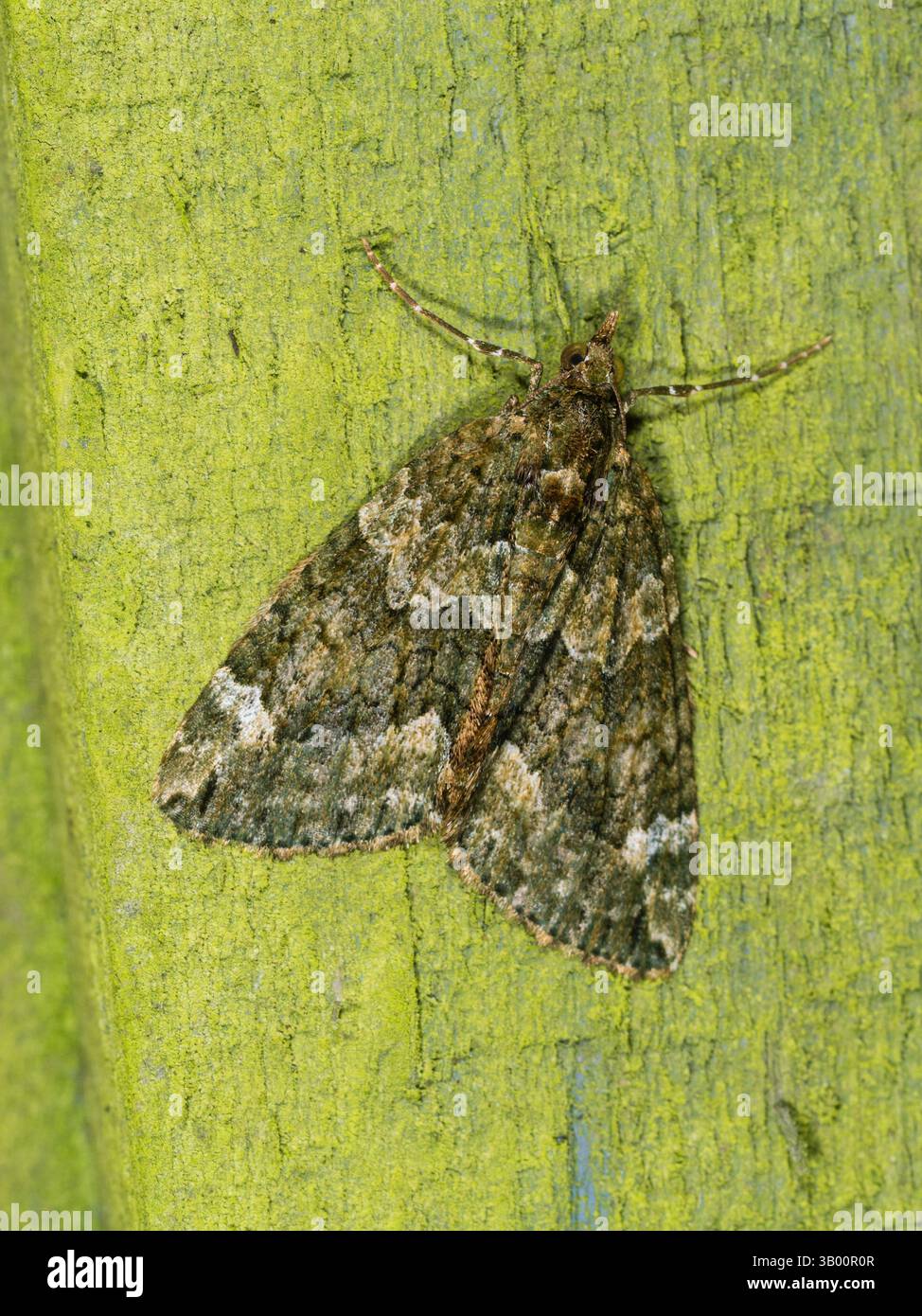 Adult red-green carpet moth, Chloroclysta siterata, post hibernation in ...
