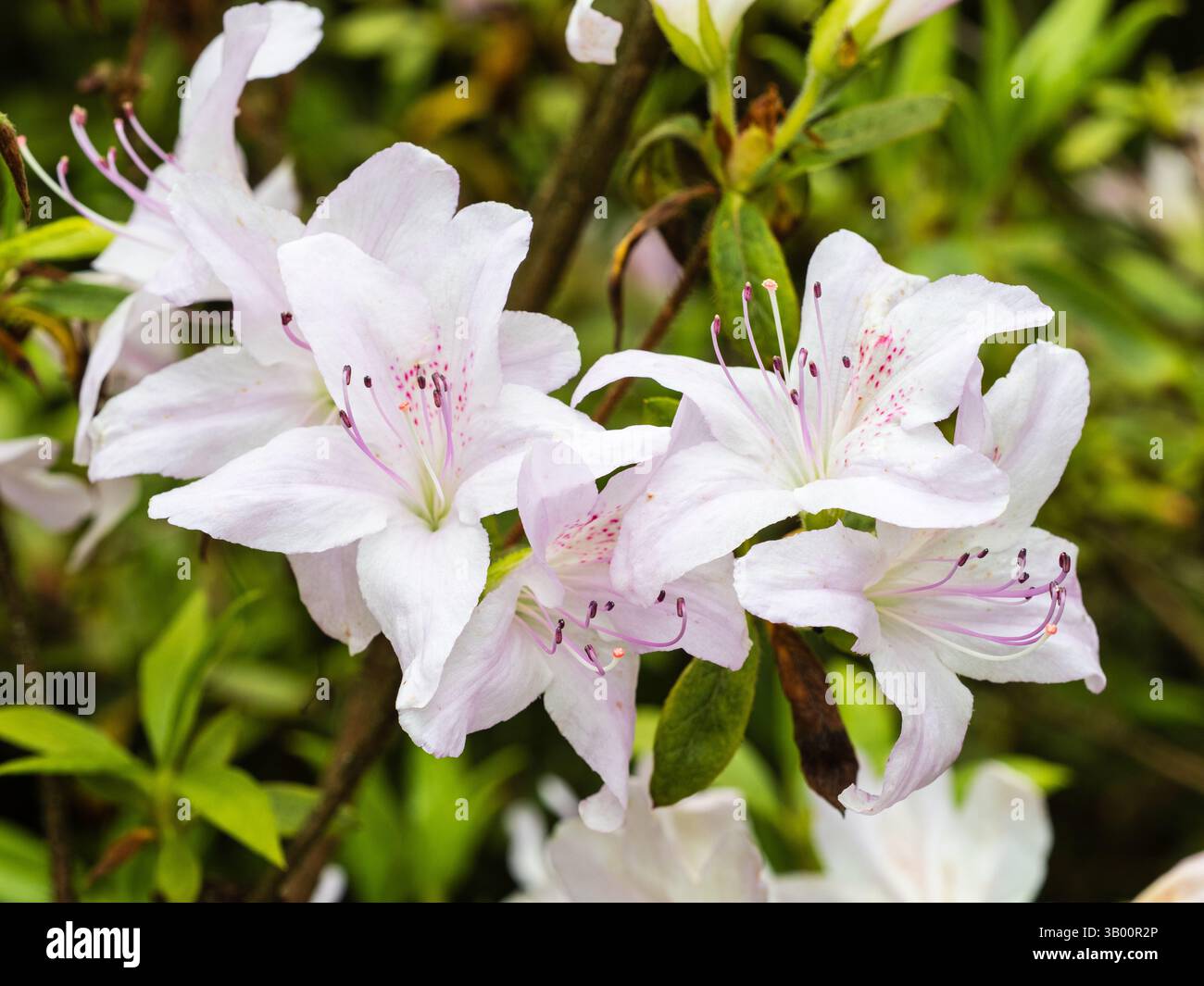 White spring flowers of the hardy deciduous Azalea, Rhododendron ...
