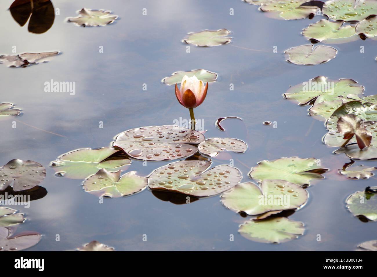 Open Lotus Blossom in Still Water with Floating Green Leaves in ...