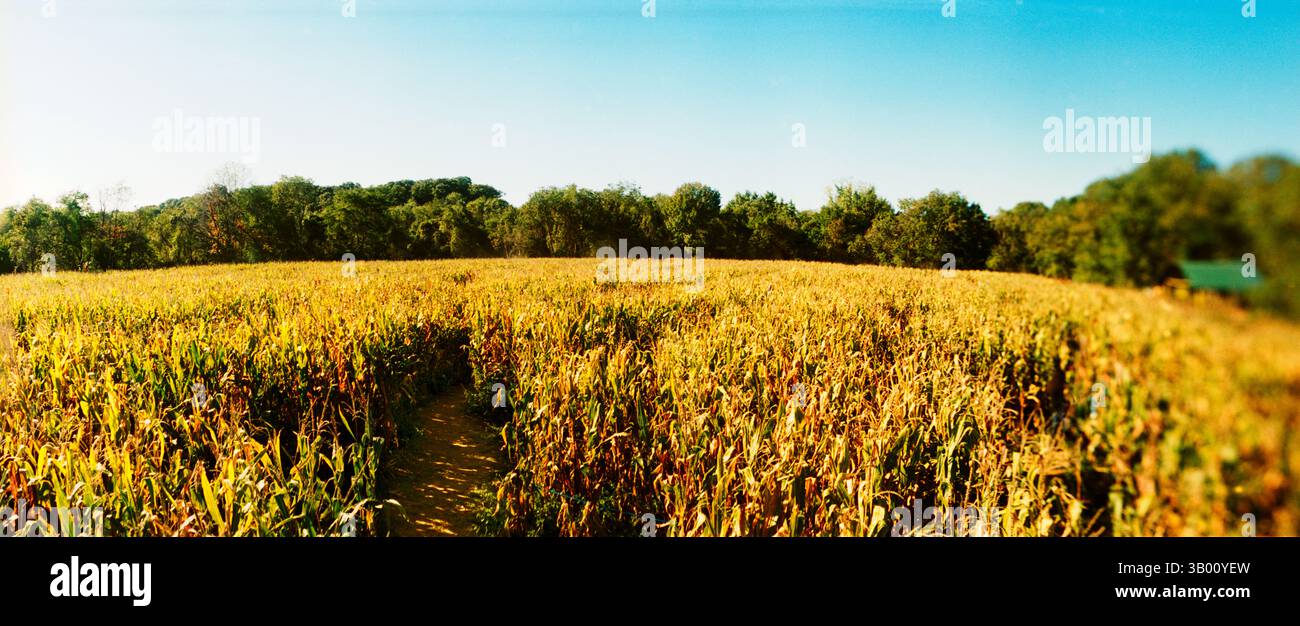 Panoramic corn crop in a field, New York State, USA Stock Photo - Alamy