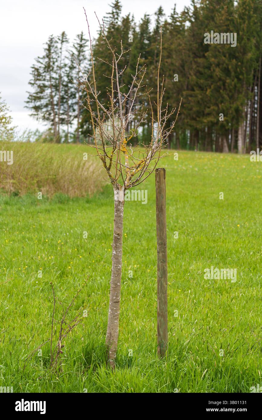 Bavaria, Germany - April 20, 2025: A young tree with a supporting pole ...