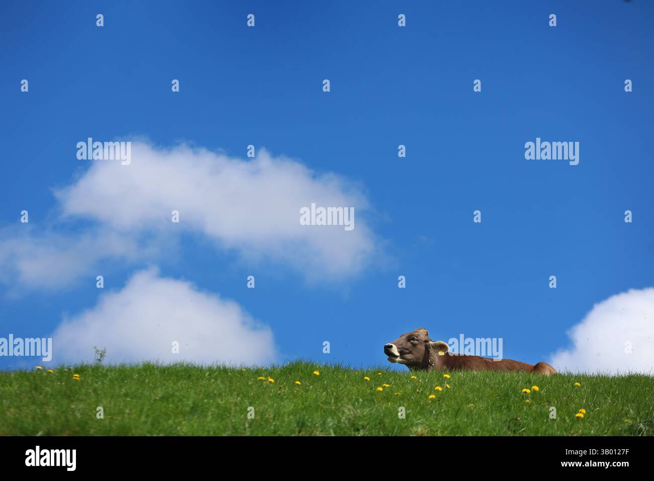 23 April 2025, Bavaria, Görisried: A cow sits in a pasture under a ...