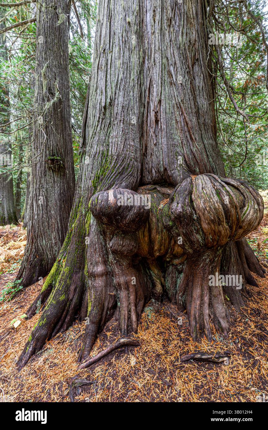 Burl Formation on a Western Red Cedar Tree (Thuja plicata) in the Hobo ...
