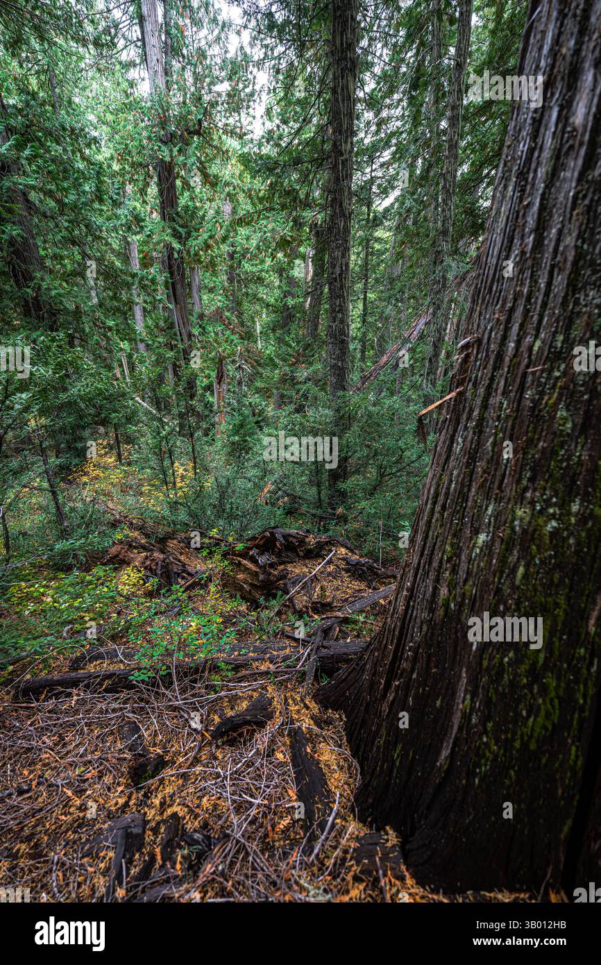 Western Red Cedar Trees (Thuja plicata) in the Hobo Cedar Grove ...