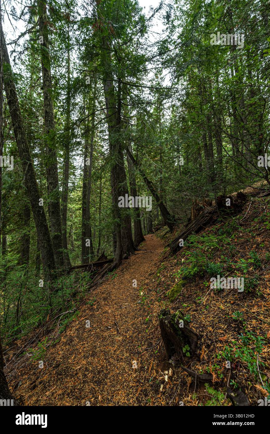 Western Red Cedar Trees (Thuja plicata) in the Hobo Cedar Grove ...