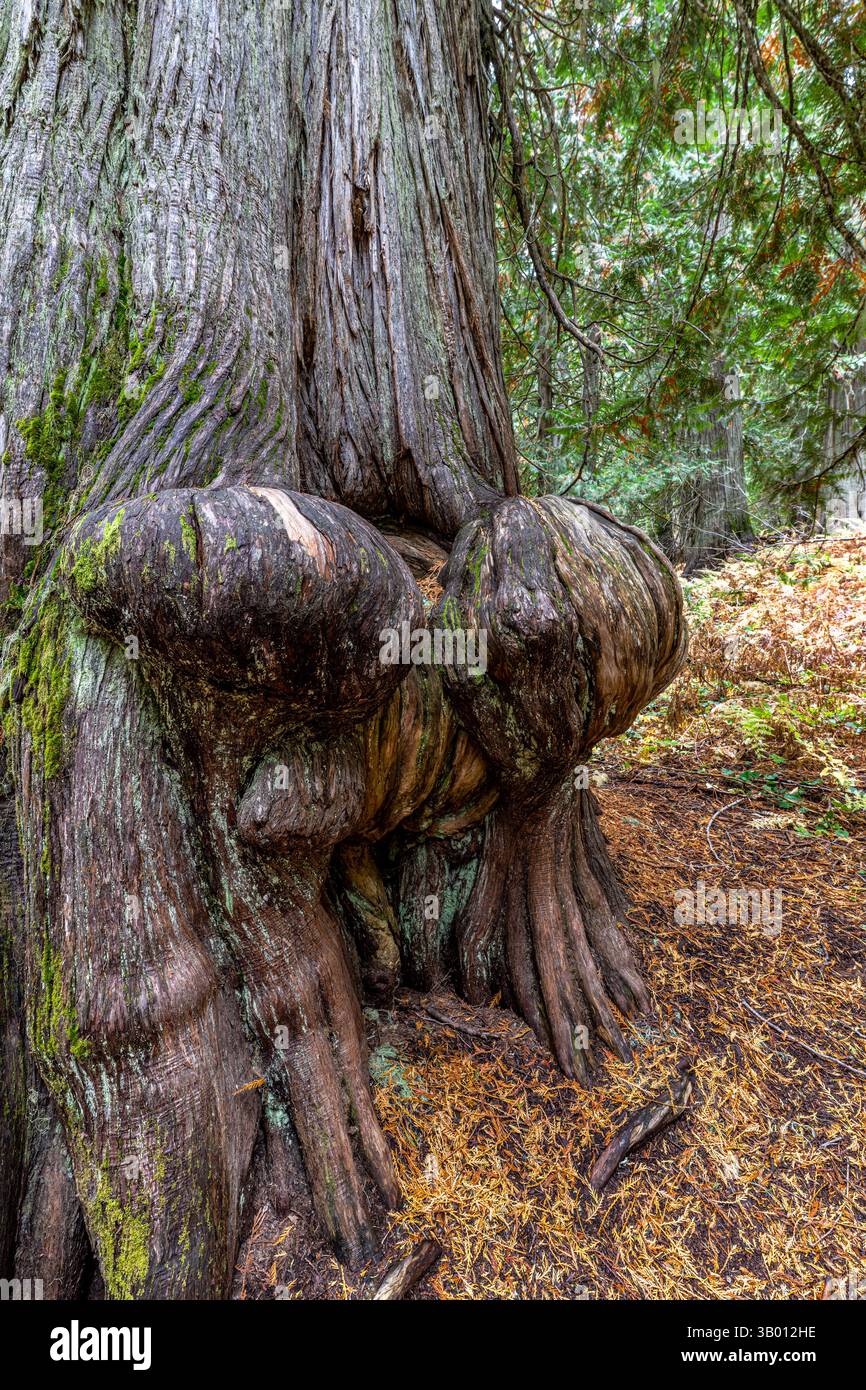 Burl Formation on a Western Red Cedar Tree (Thuja plicata) in the Hobo ...