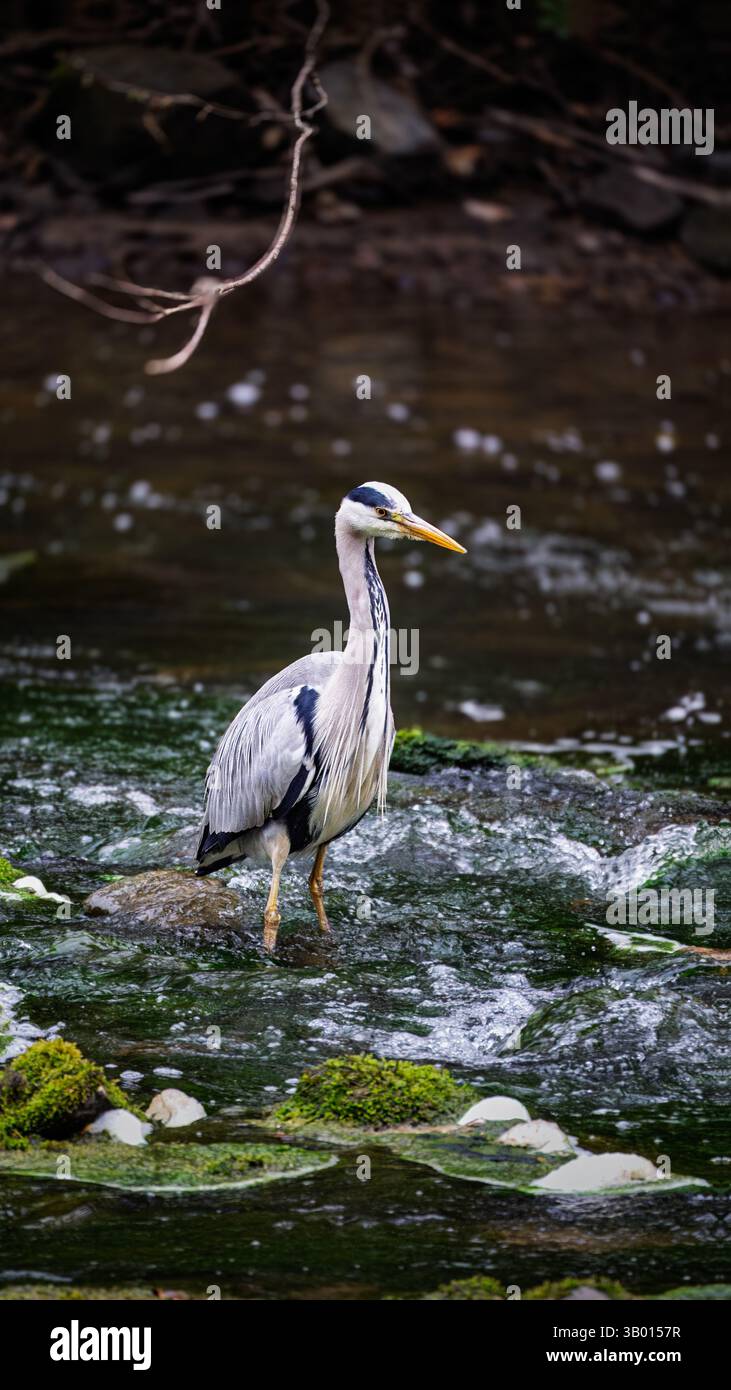 Heron Fishing on River Wansbeck Northumberland, April 2025 Stock Photo ...