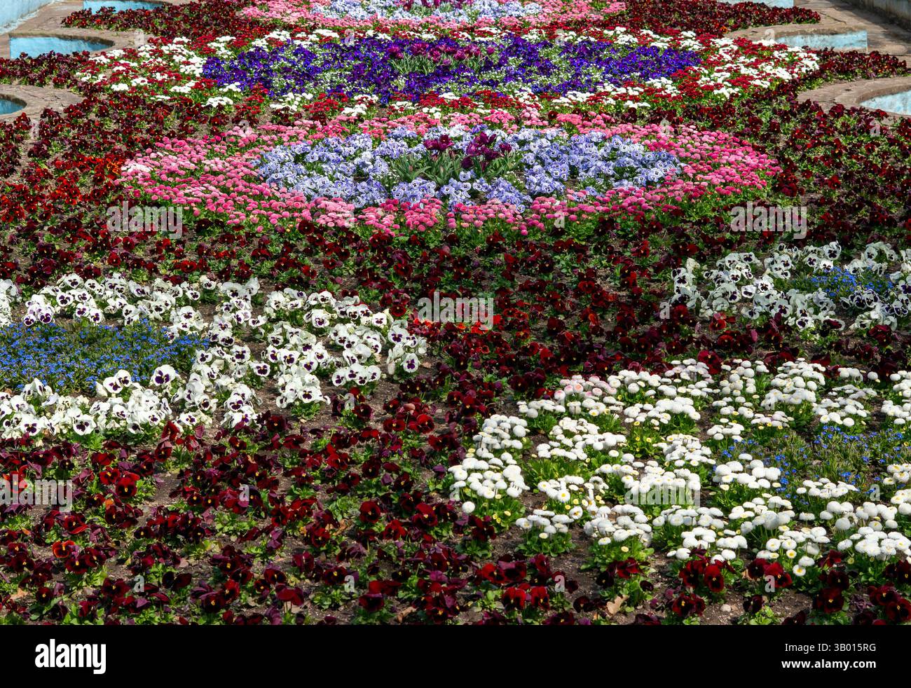 Viola pansy flowers in hi-res stock photography and images - Alamy