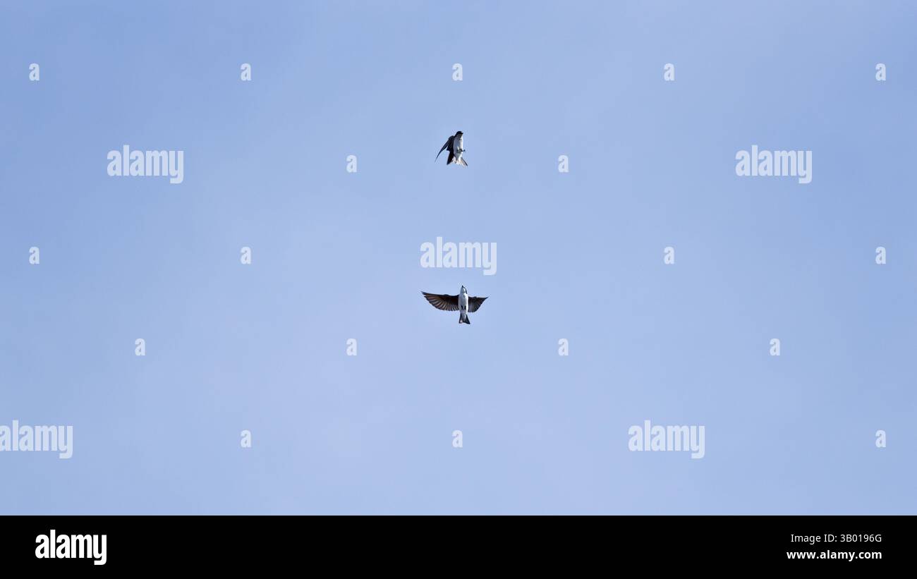 These birds fly in coordinated grace, embodying the spirit of migration ...