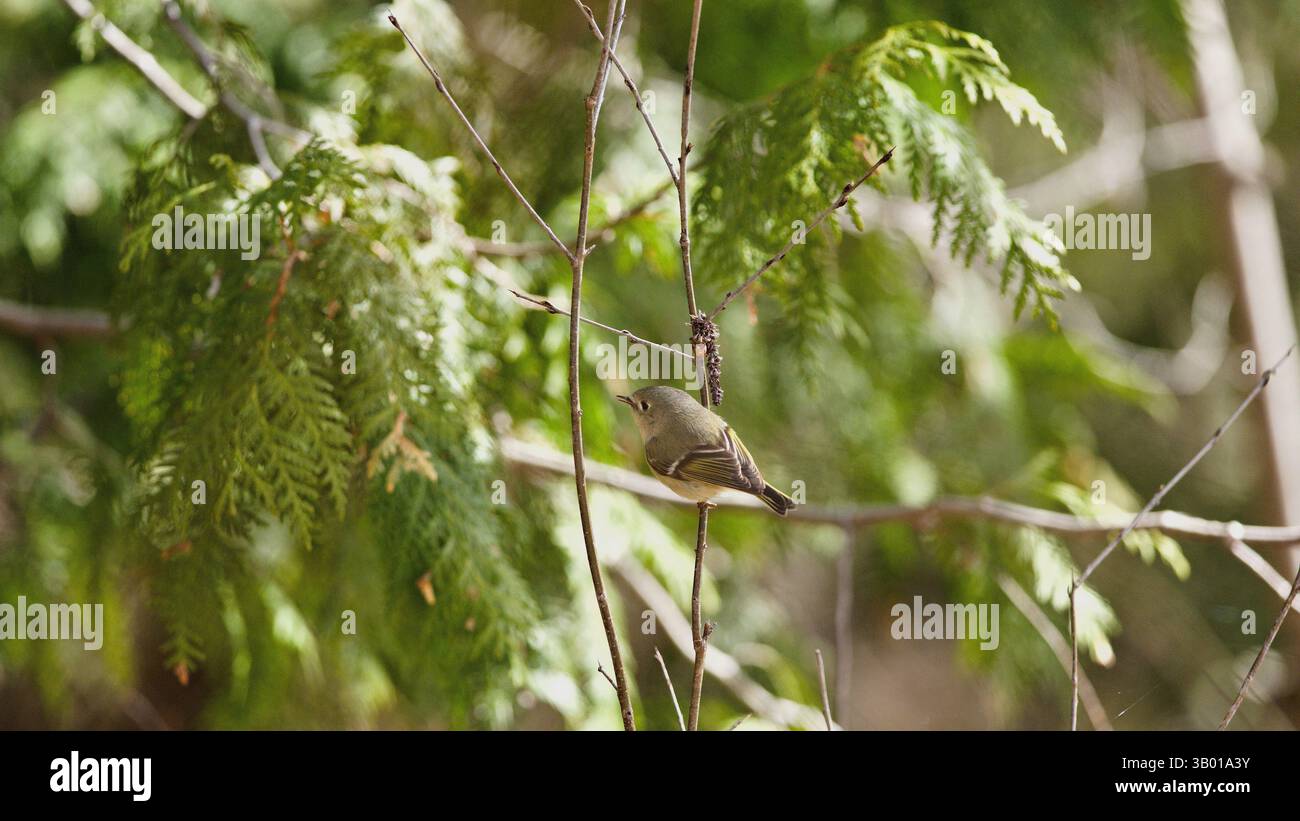 This serene moment shows a Ruby-crowned Kinglet mid-perch in cedar woods true treasure for ...