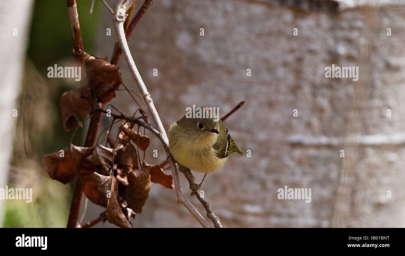 A detailed look at a Ruby-crowned Kinglet resting on a cedar bougha ...