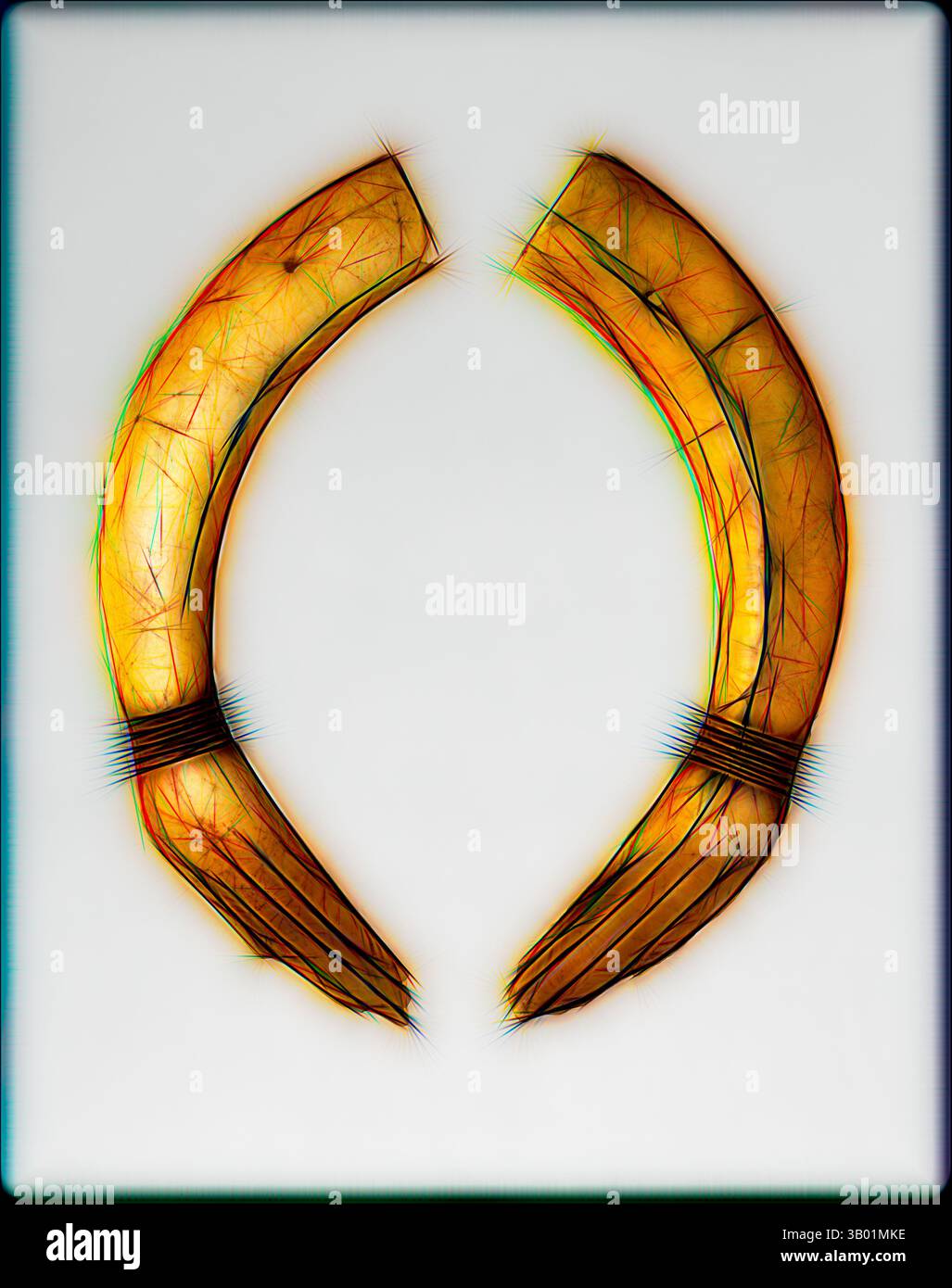 Pair of stylized crescent shapes hi-res stock photography and images ...