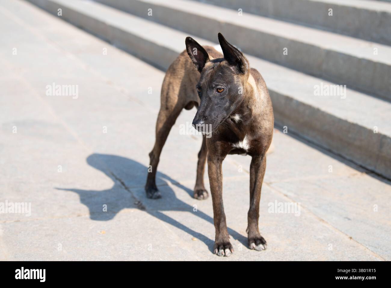 Homeless street dog with tears in his eyes on the sidewalk in India ...