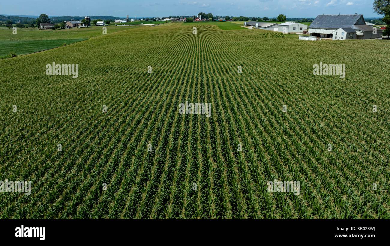 Vast field of tall corn plants extends in neat rows towards the horizon ...