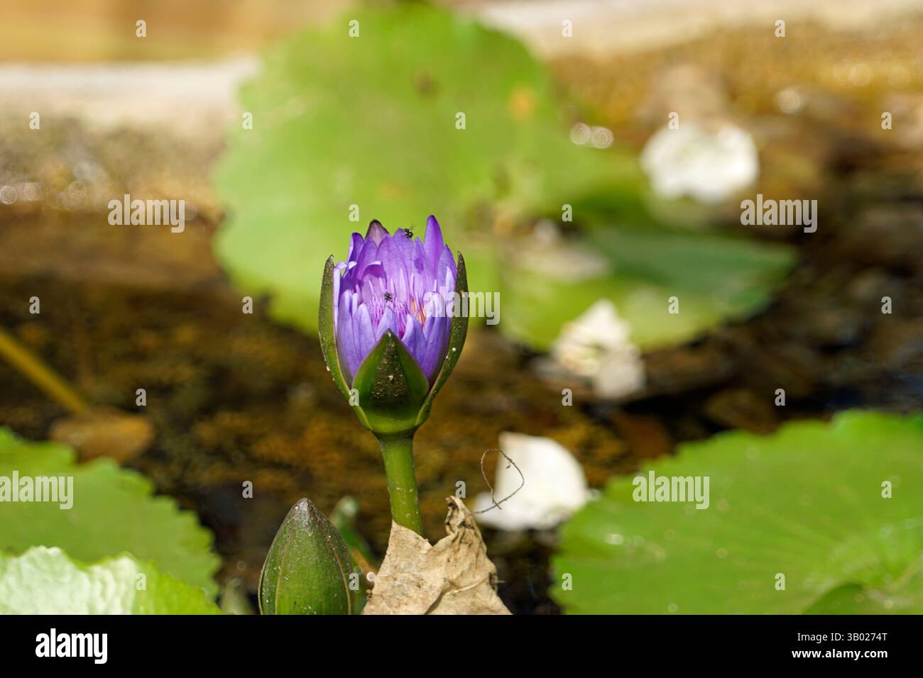 colorful scenic flowers in goa in india Stock Photo - Alamy