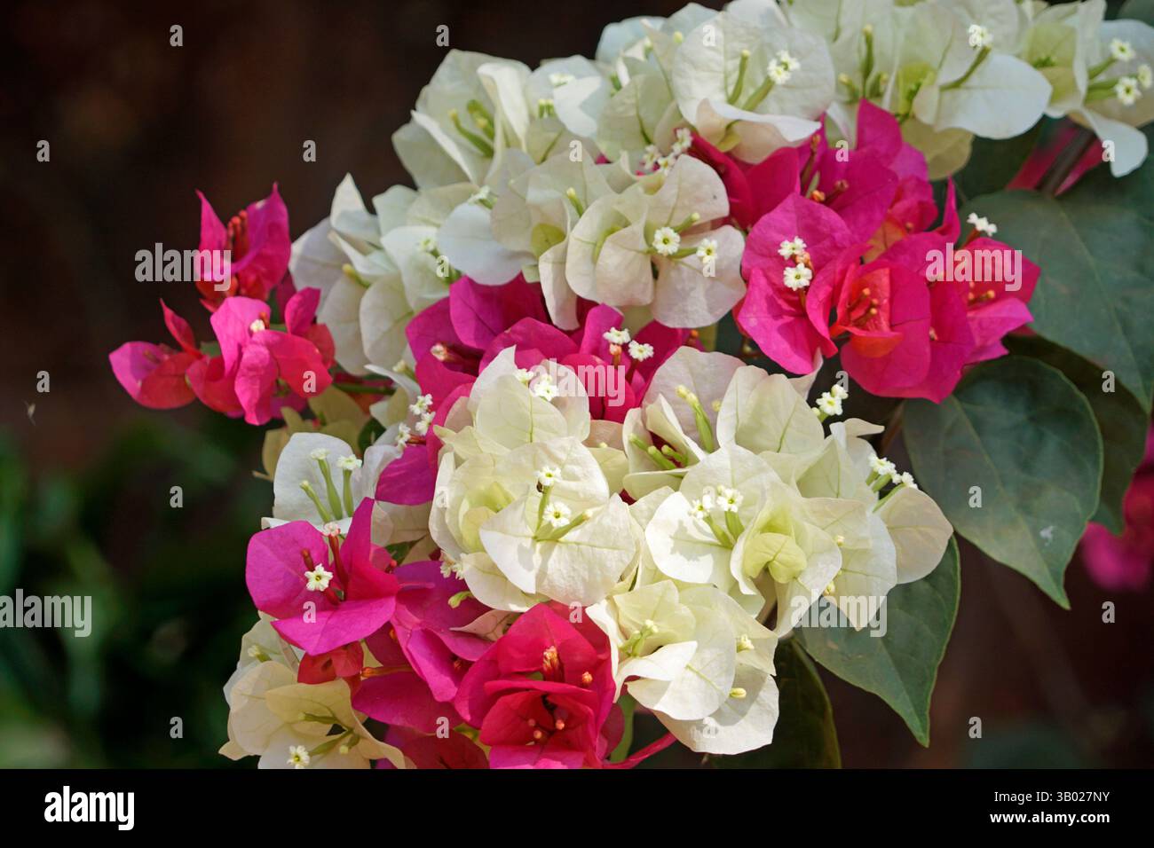 colorful scenic flowers in goa in india Stock Photo - Alamy