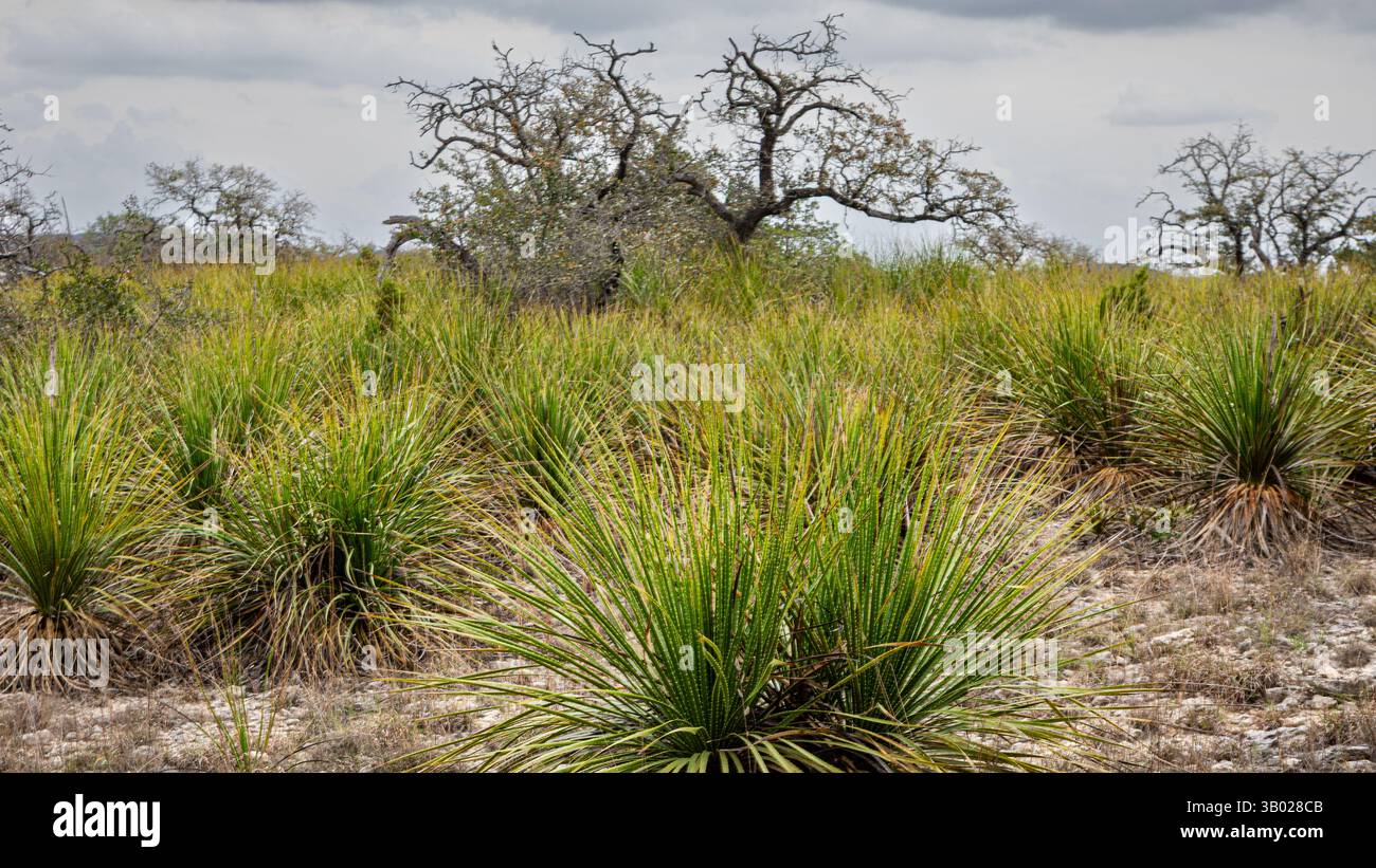 A resilient yucca stands proud amid the untamed Texas brushland in this ...