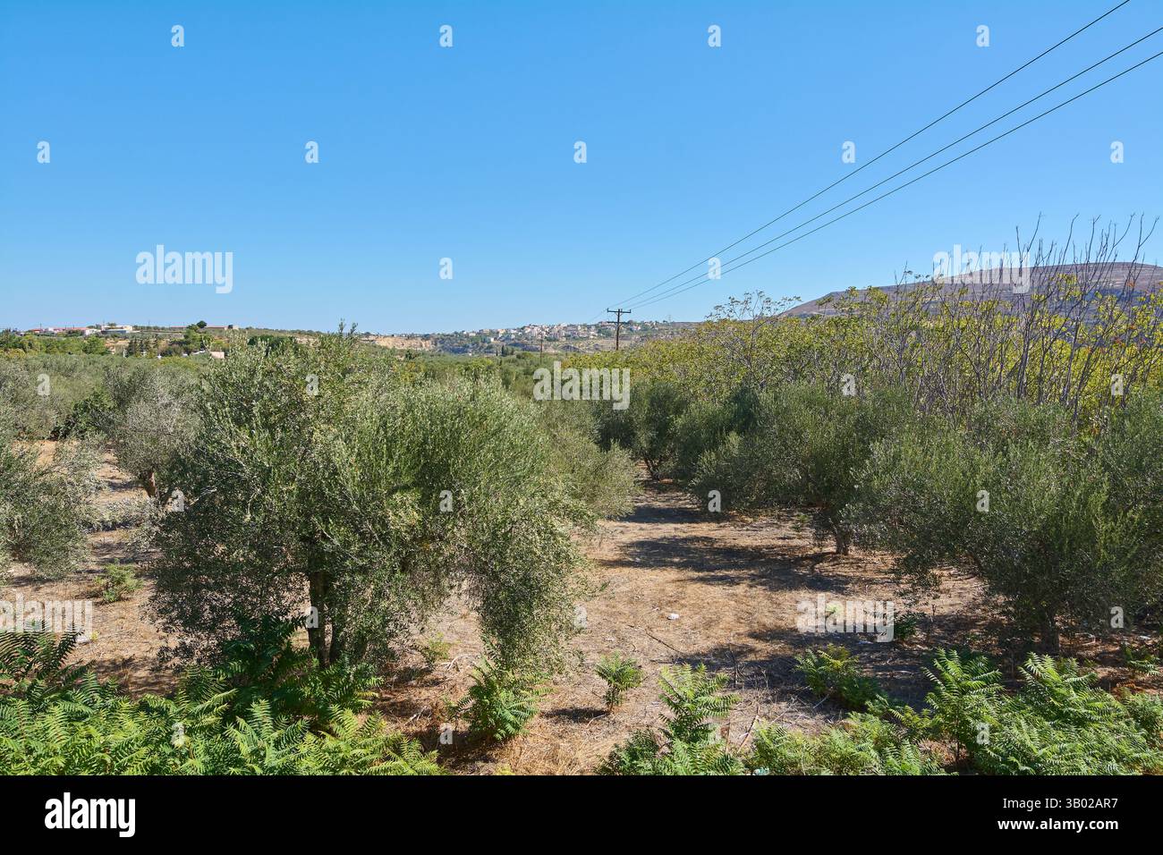Ancient olive trees deeply rooted in the land, illustrating a ...