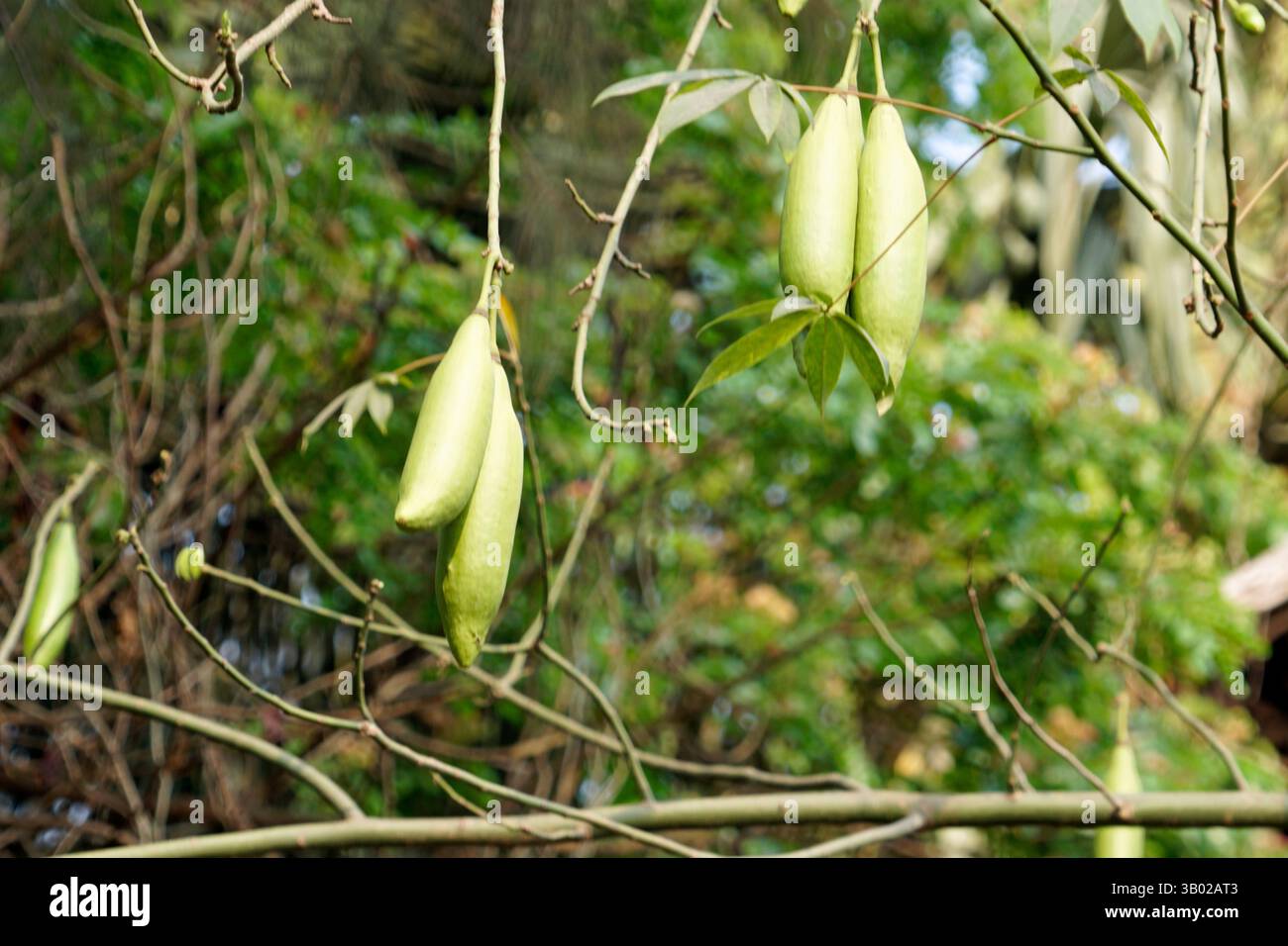 colorful scenic flowers in goa in india Stock Photo - Alamy