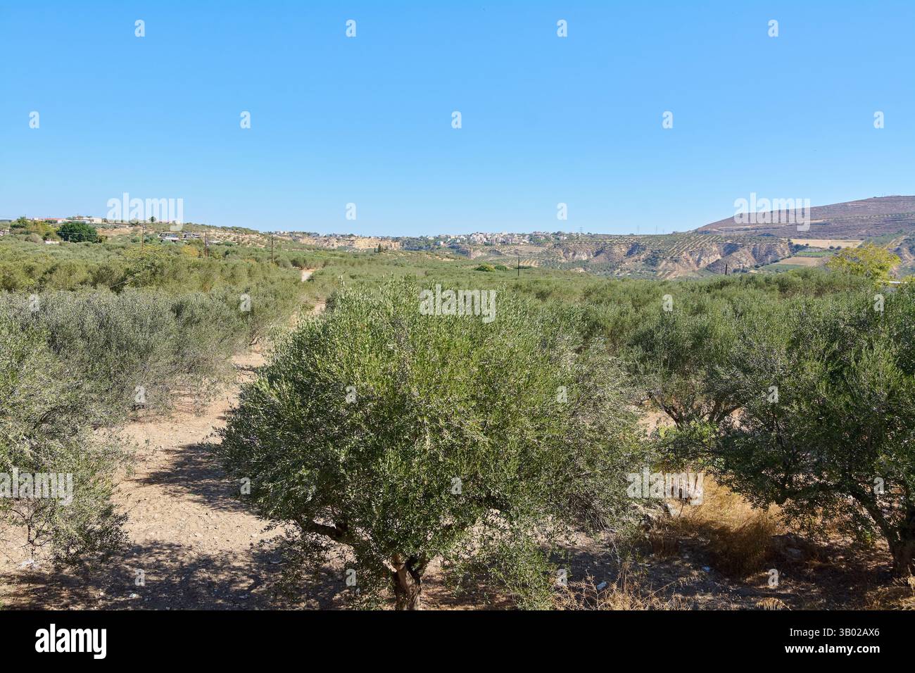 Olive trees thriving in fertile Mediterranean soil, creating a ...