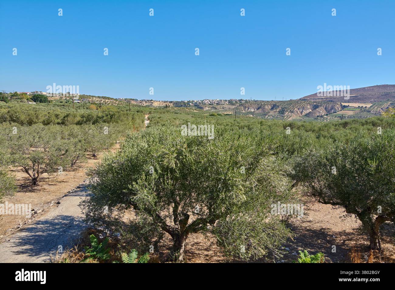 Mediterranean olive orchard stretching across the terrain, with an ...