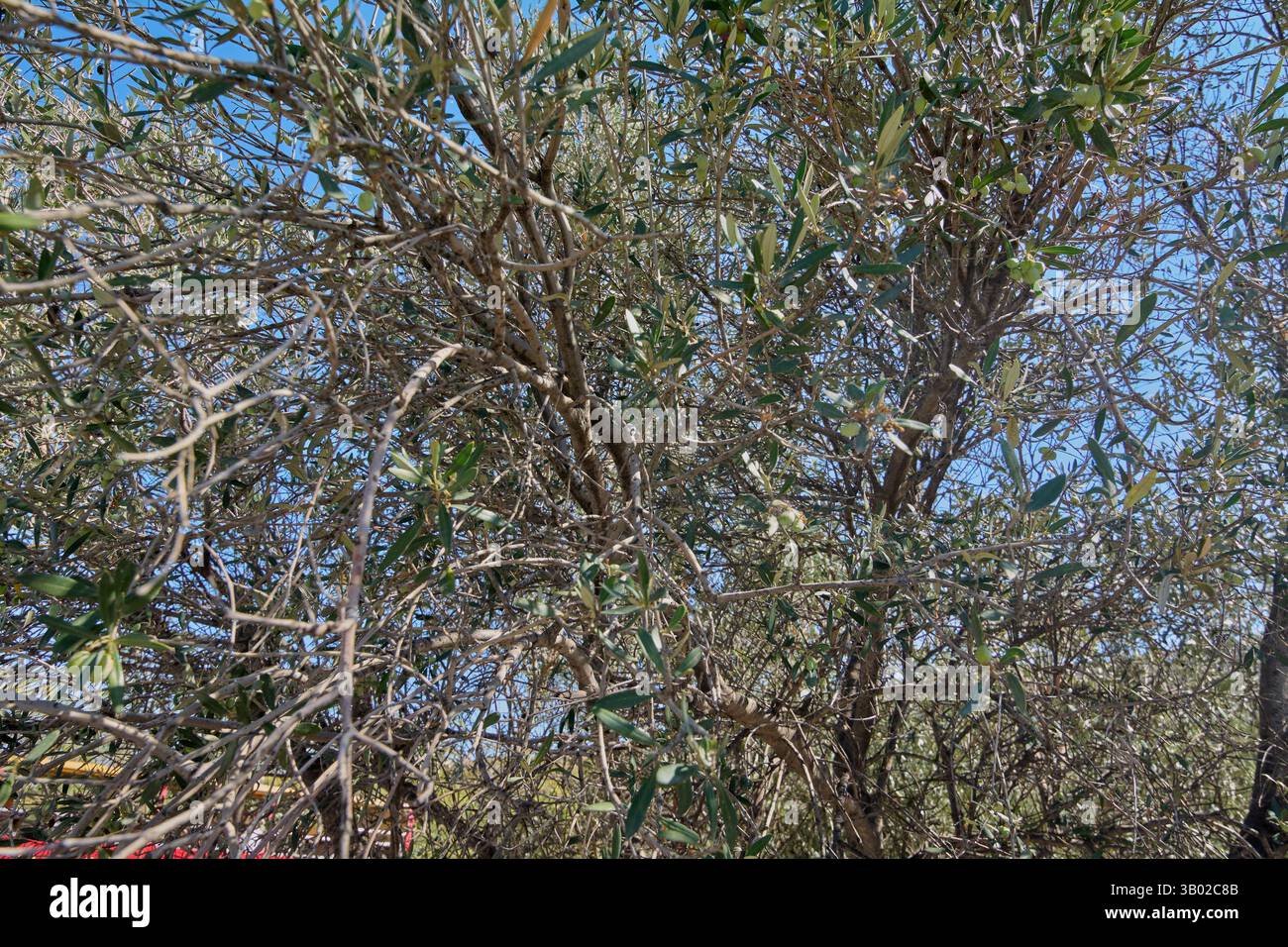 Olive trees thriving in fertile Mediterranean soil, creating a ...