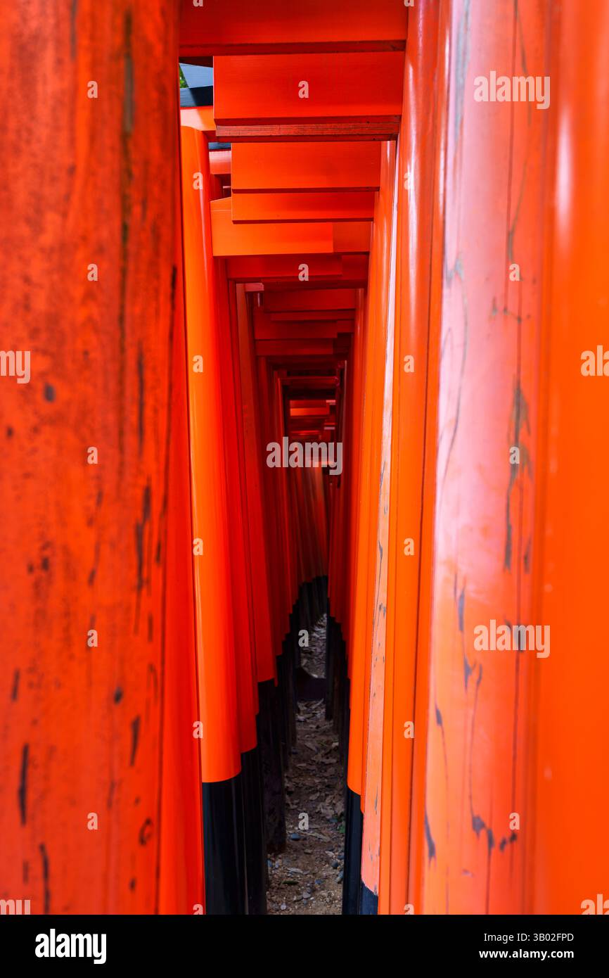 Holy tunnel of vibrant red torii gates lines the pathway at Fushimi ...