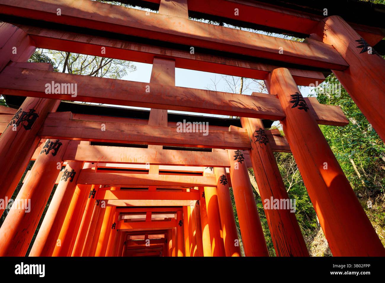 Holy tunnel of vibrant red torii gates lines the pathway at Fushimi ...