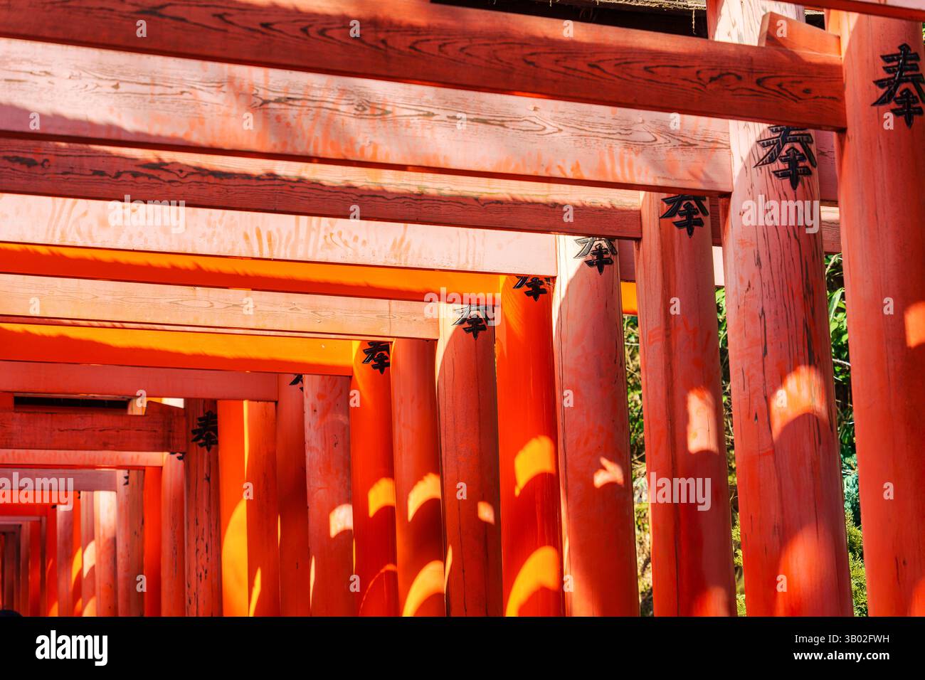 Holy tunnel of vibrant red torii gates lines the pathway at Fushimi ...