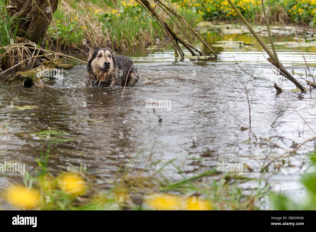 Bavaria, Germany - April 20, 2025: A Labrador dog bathes in the river ...