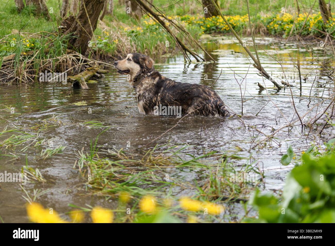 Bavaria, Germany - April 20, 2025: A Labrador dog bathes in the river ...
