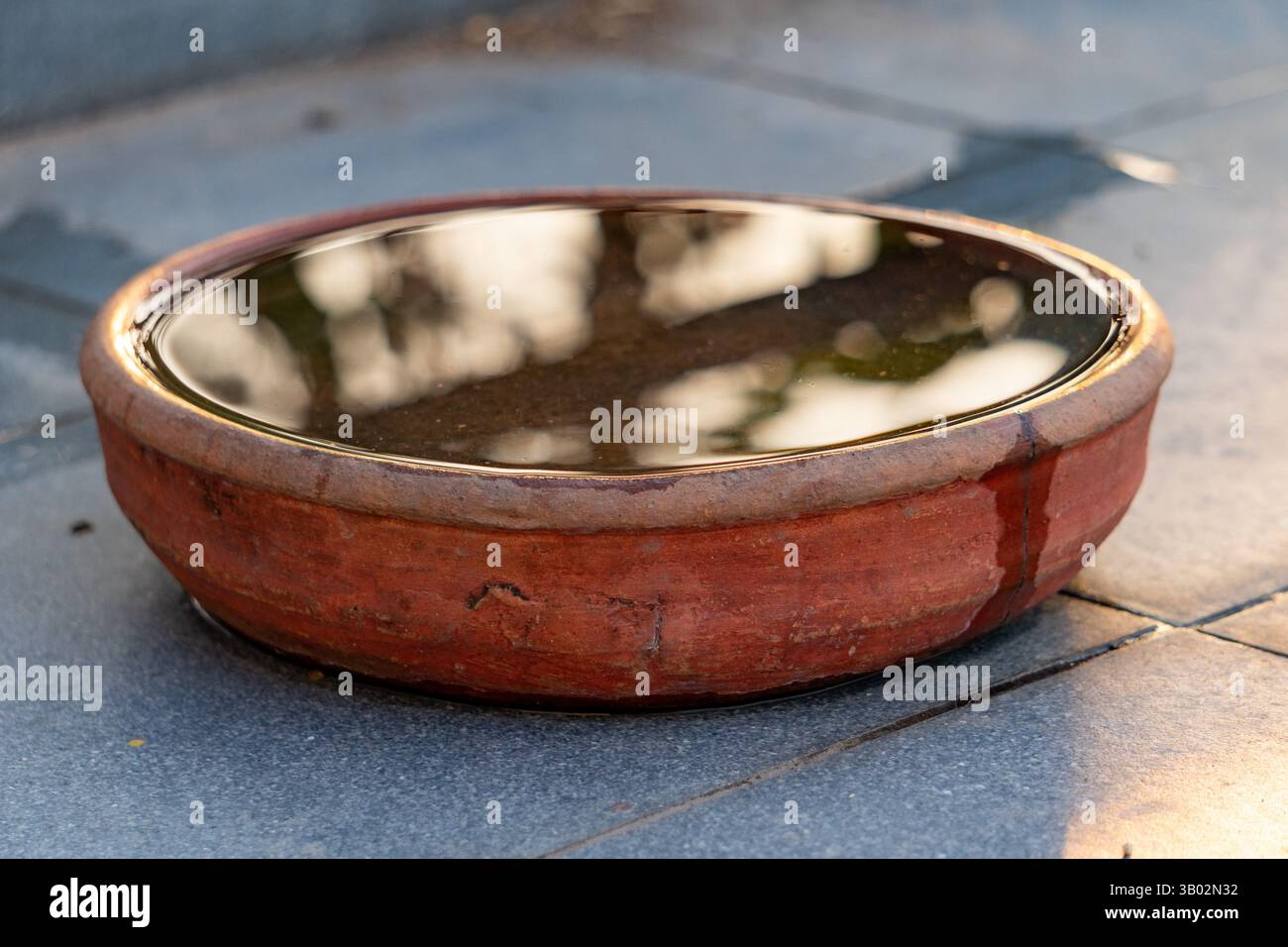 Clay pot filled with water for perching birds during summer on an ...