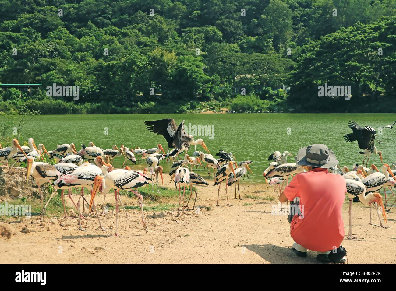 Flock of Painted Storks Grazing on the Lakeshore of Thailand's ...