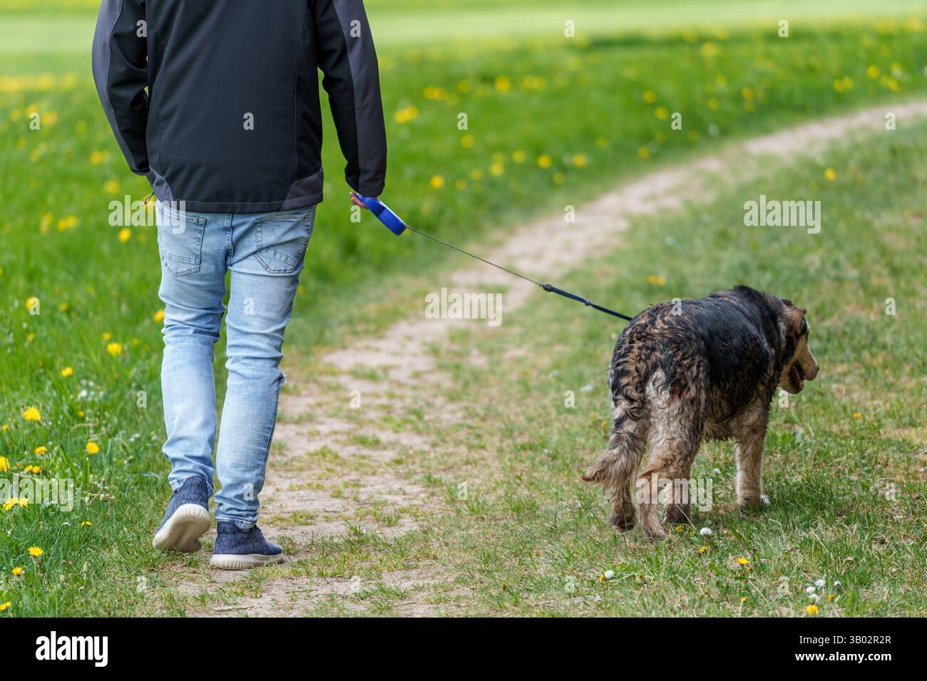 Bavaria, Germany - April 20, 2025: A young man walks his Labrador dog ...