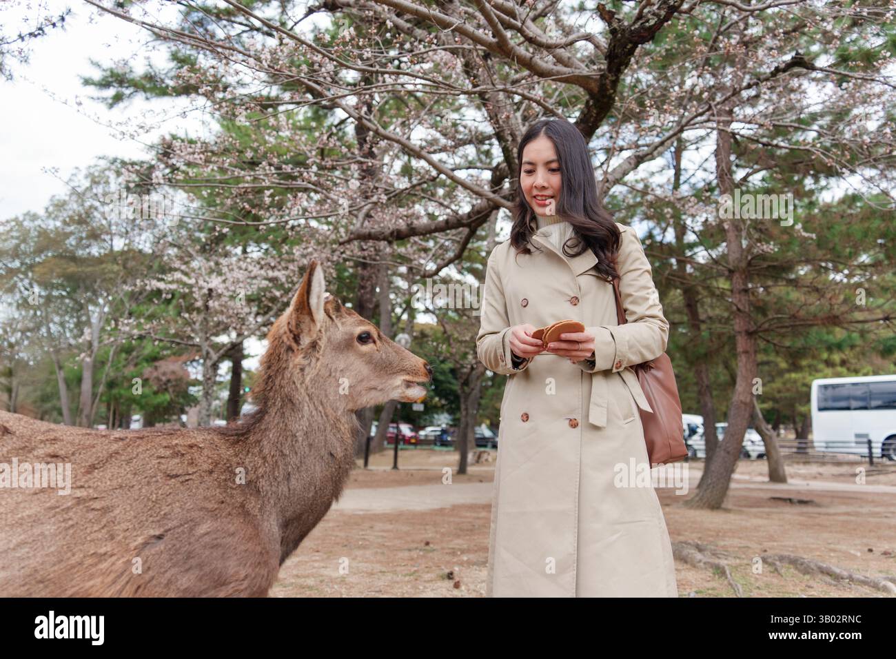 Beautiful asian woman interact feeding bread with gentle deer under ...