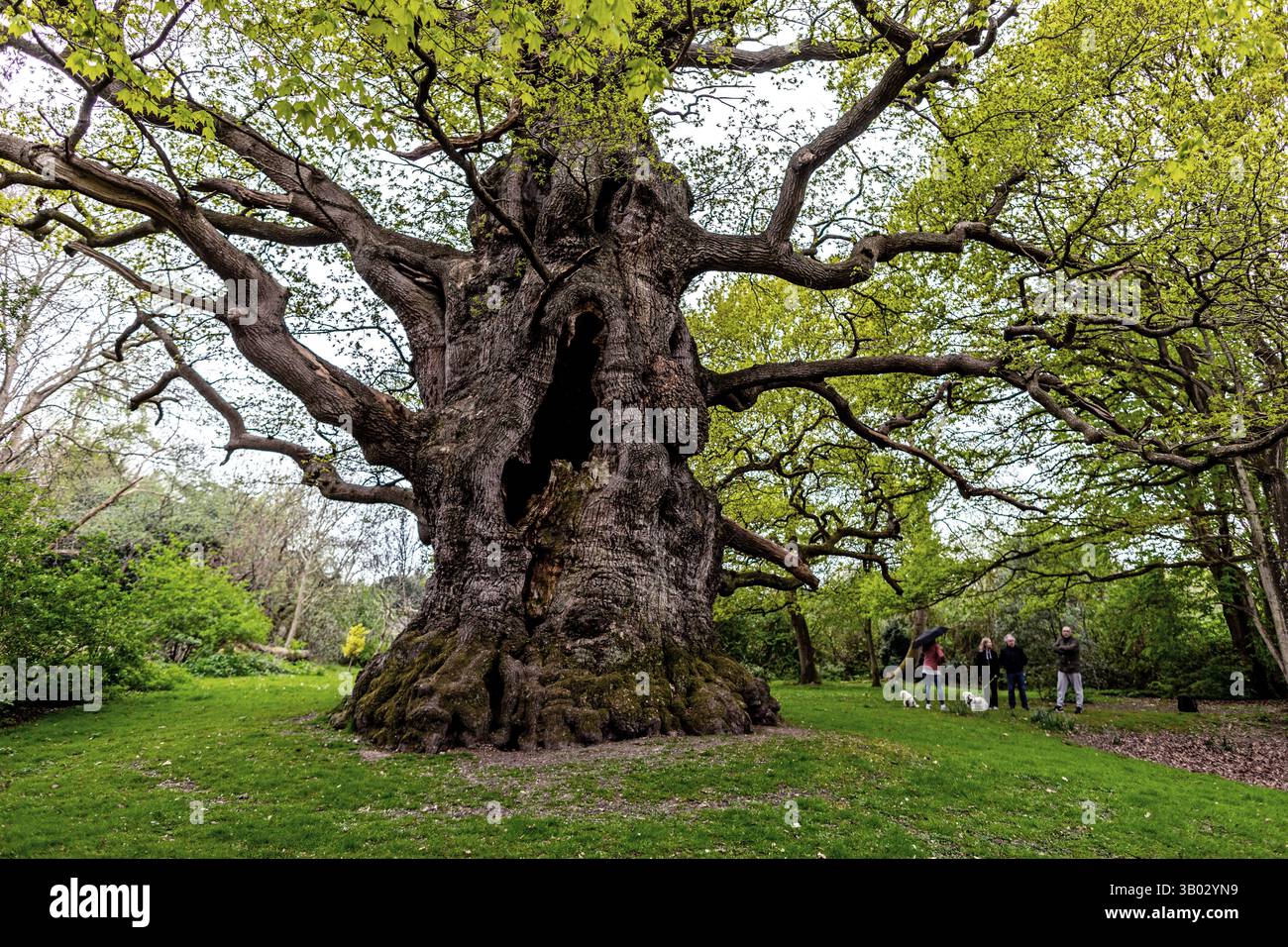 Fredville oak hi-res stock photography and images - Alamy