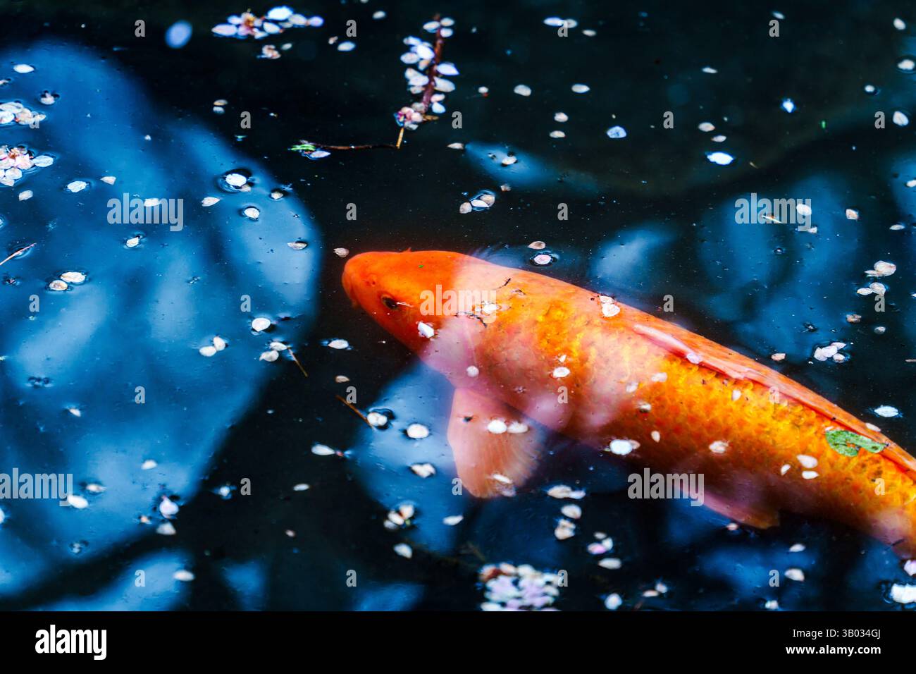 Vivid orange koi fish swimming gracefully through still water in pond ...