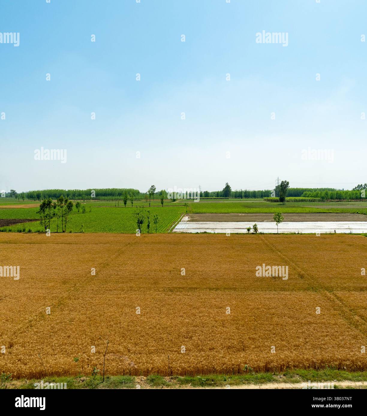 Vast agricultural farmland in Uttar Pradesh, India, with seasonal crops ...