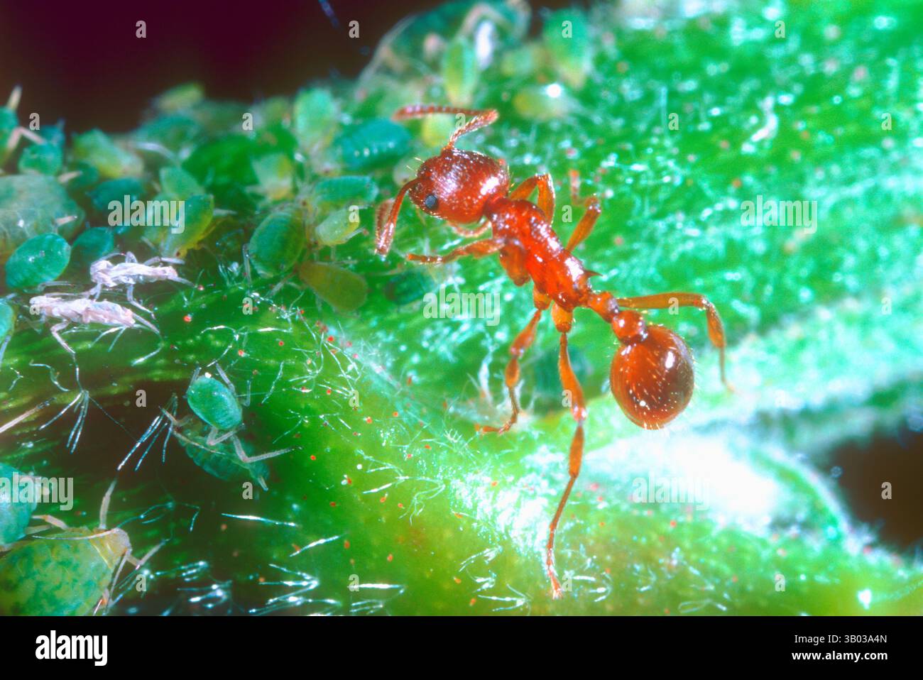 Common Red Ant or European Fire Ant, Myrmica rubra. One worker in ...