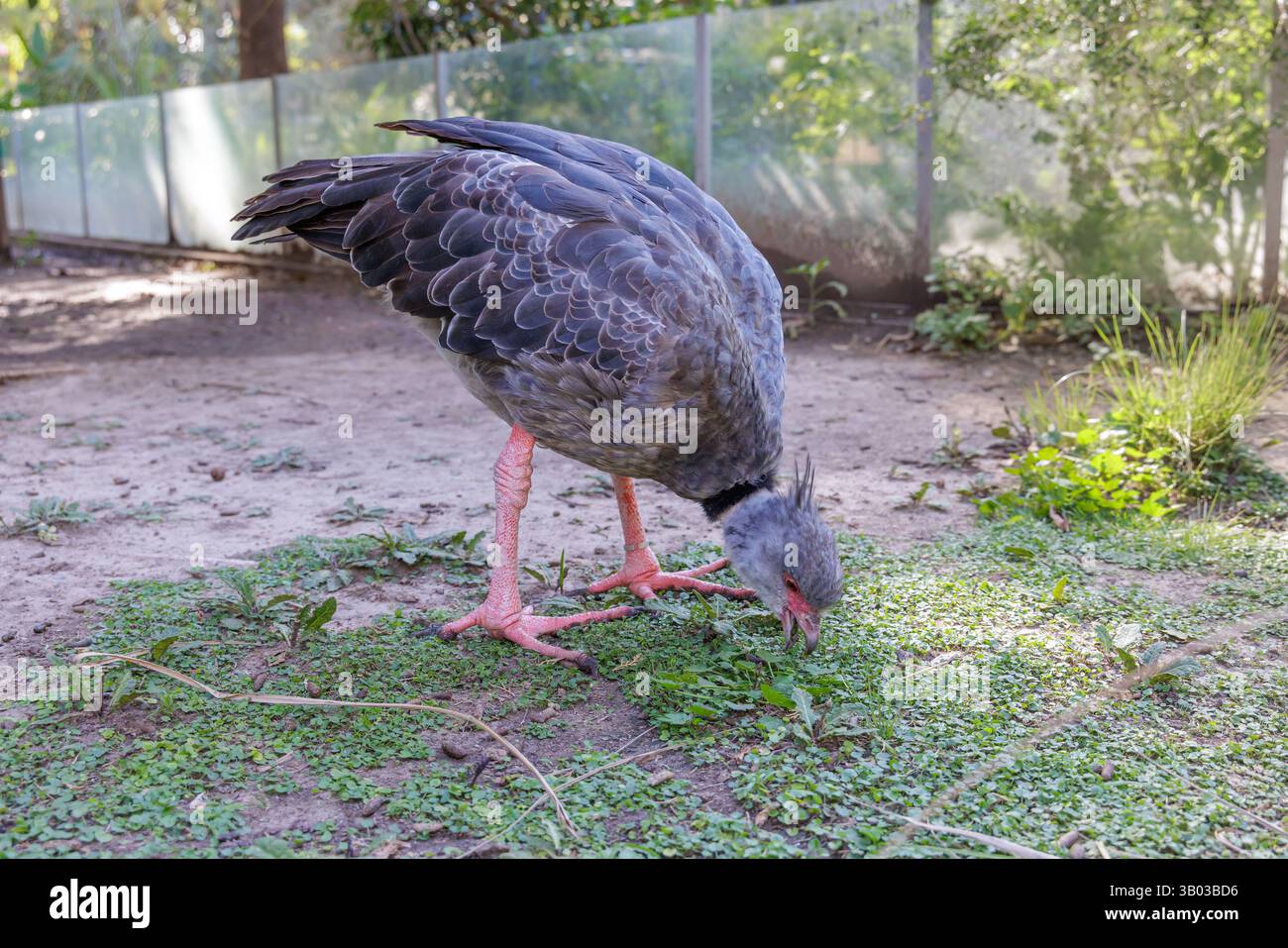 Southern Screamer (Chauna torquata) at the Buenos Aires Zoo Stock Photo ...