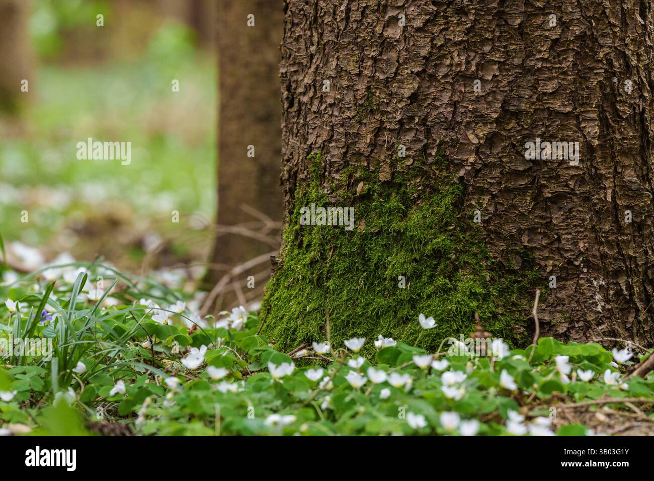 Bavaria, Germany - April 20, 2025: Forest tree with wood sorrel and ...