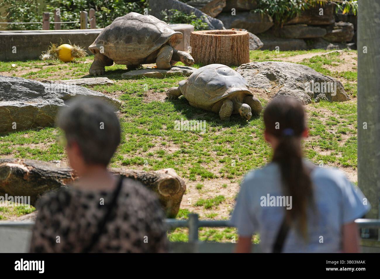 Mommy, center right, and Abrazzo, Galapagos, tortoises and parents of ...