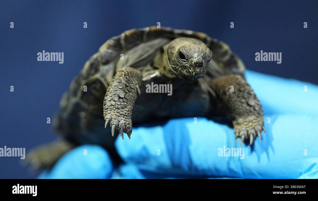 One of four Galapagos tortoises hatchlings make its debut at the ...