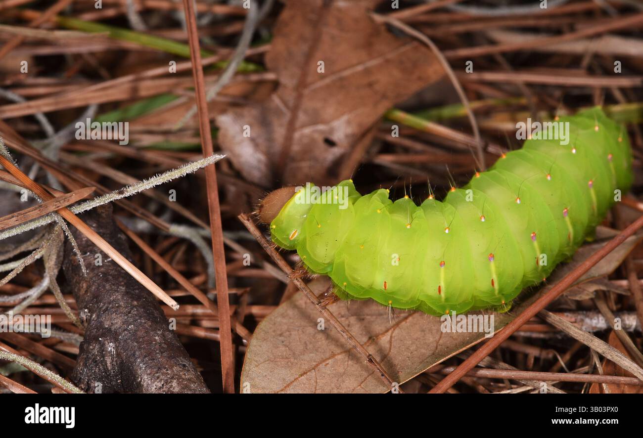 Butterfly pupa breathing holes hi-res stock photography and images - Alamy