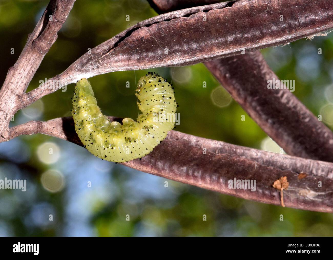 Broad orange bar hi-res stock photography and images - Alamy